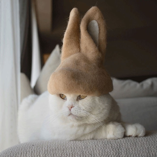 These Artists Turn Their Cats' Shedded Fur Into Tiny Cat Hats ...