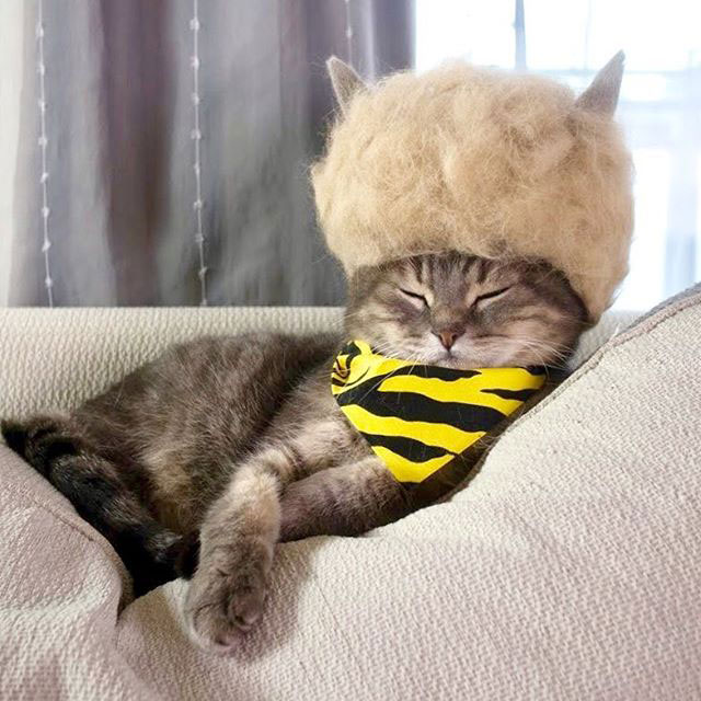 These Artists Turn Their Cats’ Shedded Fur Into Tiny Cat Hats ...