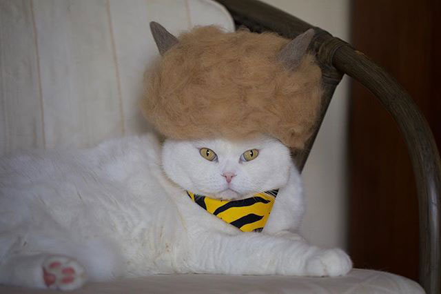 These Artists Turn Their Cats' Shedded Fur Into Tiny Cat Hats ...