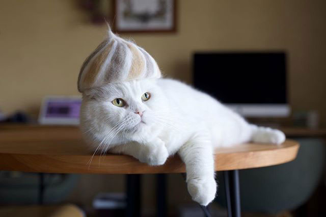 These Artists Turn Their Cats' Shedded Fur Into Tiny Cat Hats ...