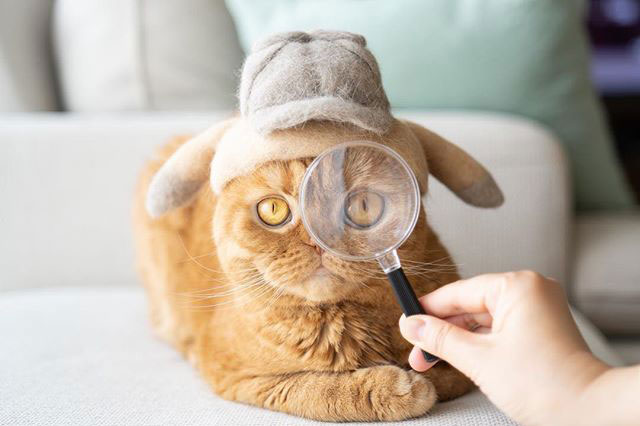 These Artists Turn Their Cats' Shedded Fur Into Tiny Cat Hats ...