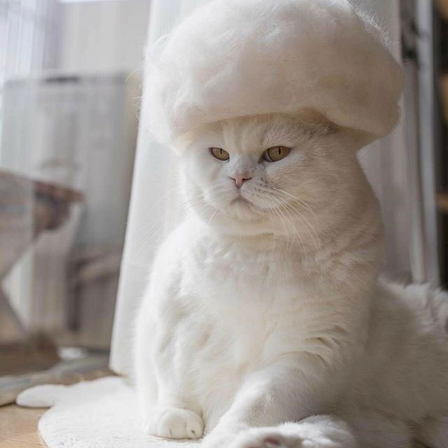 These Artists Turn Their Cats' Shedded Fur Into Tiny Cat Hats ...