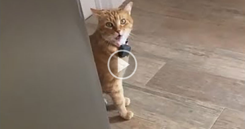 I Can’t Stop Listening to This Cat Saying ‘Well Hi’ in a Charming ...