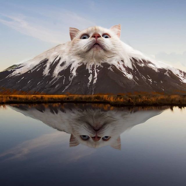 This Guy Can’t Stop Photoshopping Animals Into the Most Random Things ...