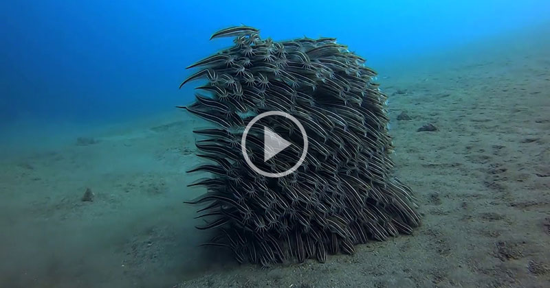 Juvenile Striped Eel Catfish Moving as One for Protection While Feeding ...