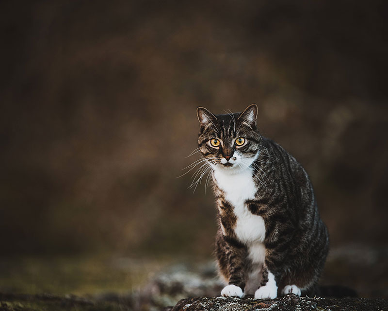 Guy That Paid for Professional Photoshoot of His Cat Has Zero Regrets ...