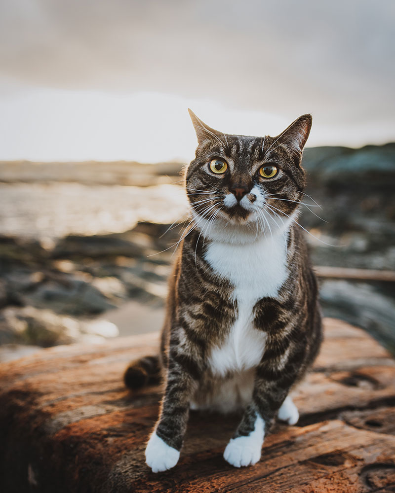 Guy That Paid for Professional Photoshoot of His Cat Has Zero Regrets ...
