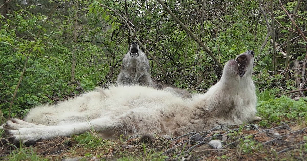When You Hear a Wolf Howl and You Have to Respond but You’re Also ...