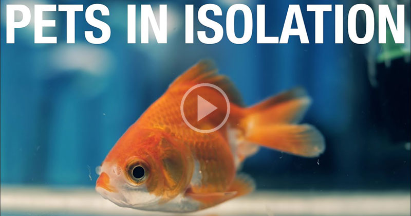 Deep Thoughts With Pets In Isolation » TwistedSifter