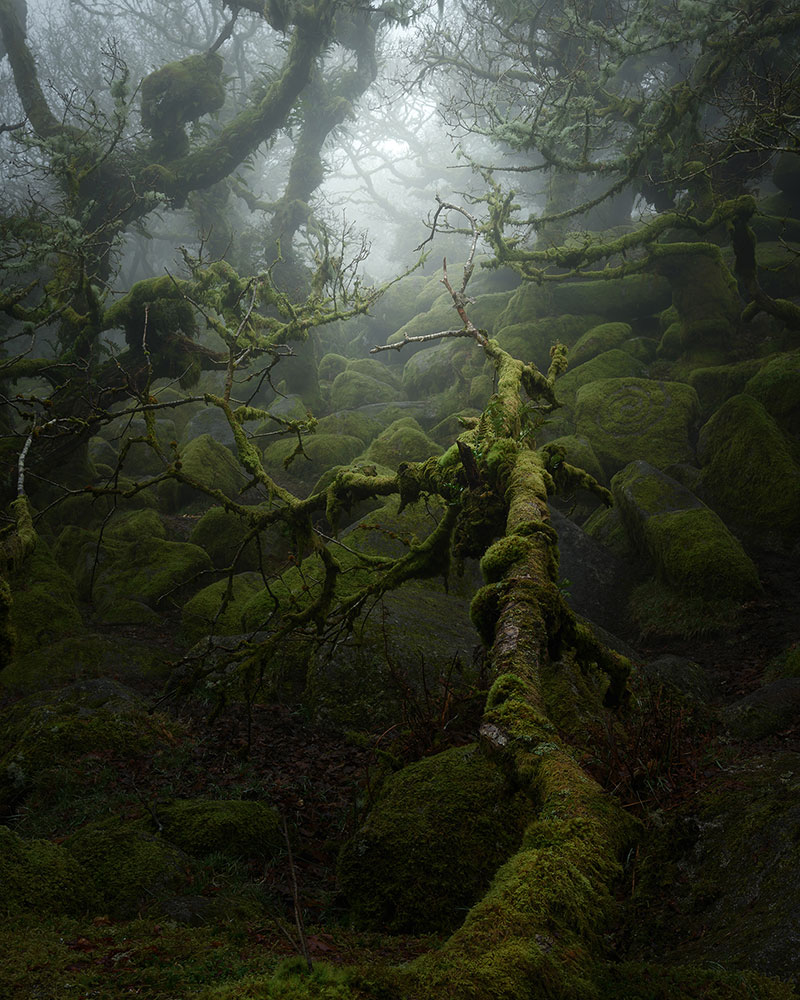 Nobody Captures the Mystical Wistman’s Wood Like Neil Burnell ...