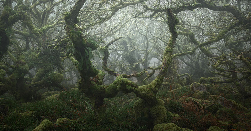 neil burnell wistmans wood photography 13 » TwistedSifter