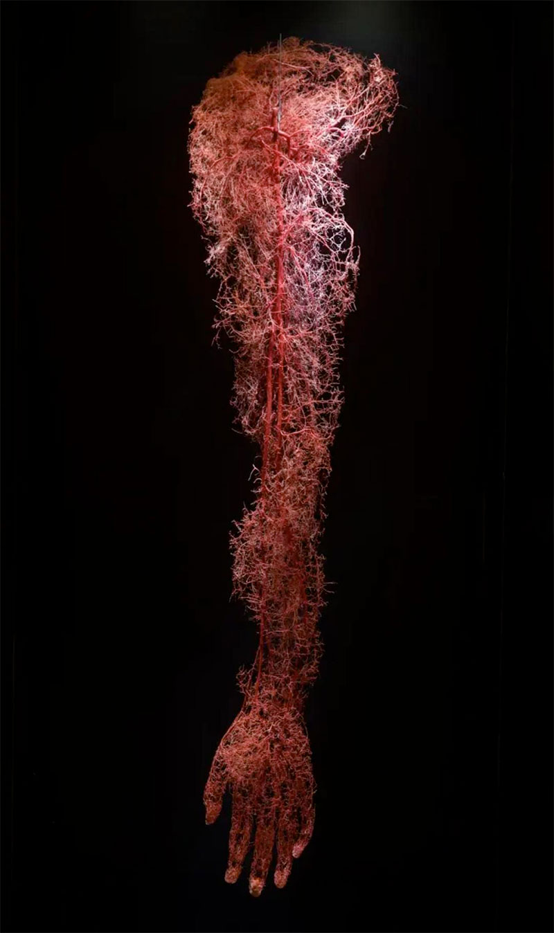 The Circulatory System of a Human Arm » TwistedSifter