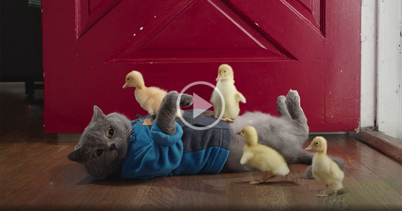 This Bizarre Short Film About a Runaway Duck Had Me Captivated the ...