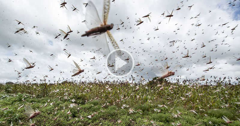 A 5-Minute Overview on Locust Swarms and Their Impact on East Africa ...