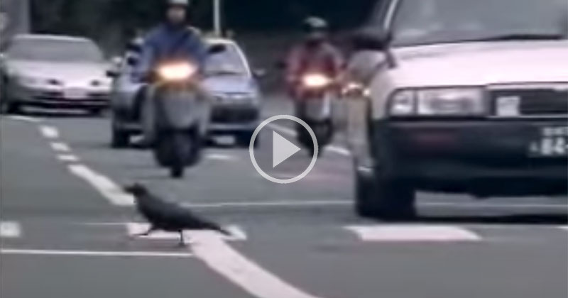 This Video of a Wild Crow Using the Urban Landscape to Its Advantage is Incredible » TwistedSifter