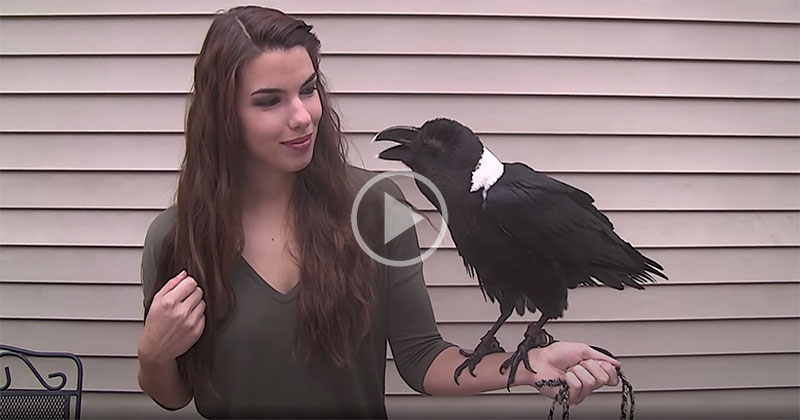 This Talking Raven is Amazing » TwistedSifter