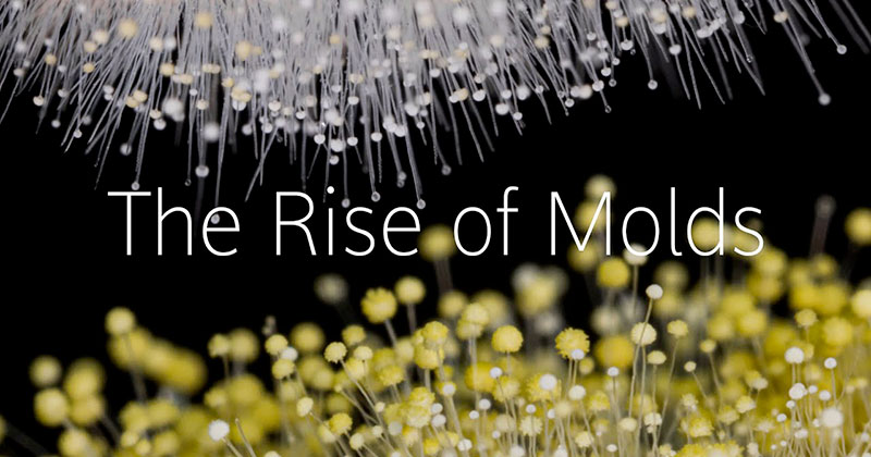 Mold Plays a Vital Role, So Someone Gave It the Dramatic Movie Trailer ...