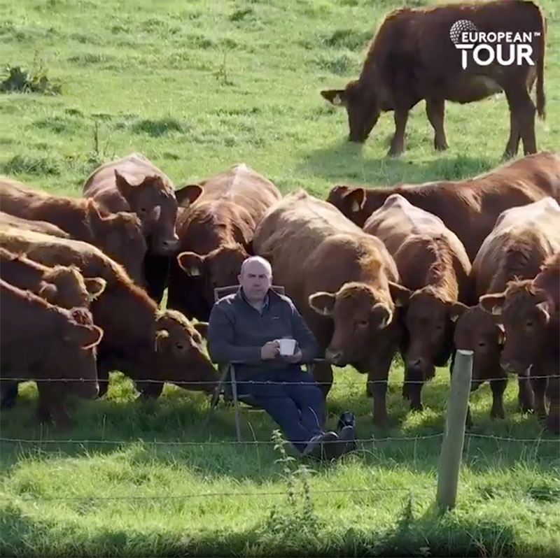 The Only Spectators at the Irish Open were These Neighboring Farmers ...