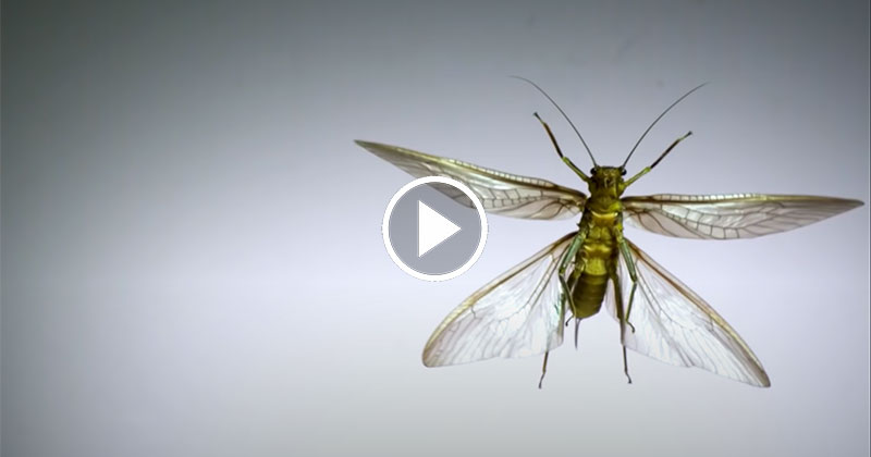 Using Super Slow Motion to See How Different Insects Achieve Flight ...