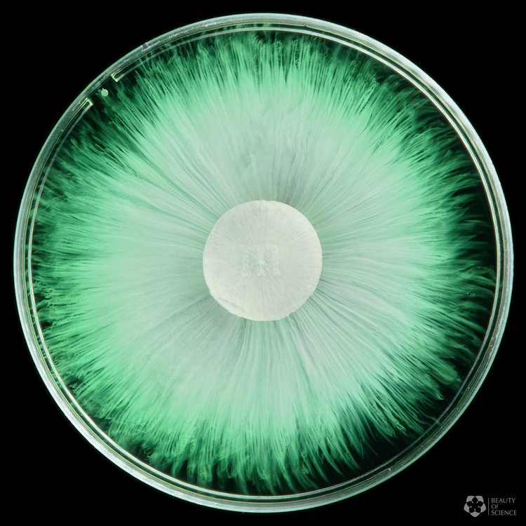 This Beautifully Shot 4K Video of M&M’s Dissolving in Water is Literal ...