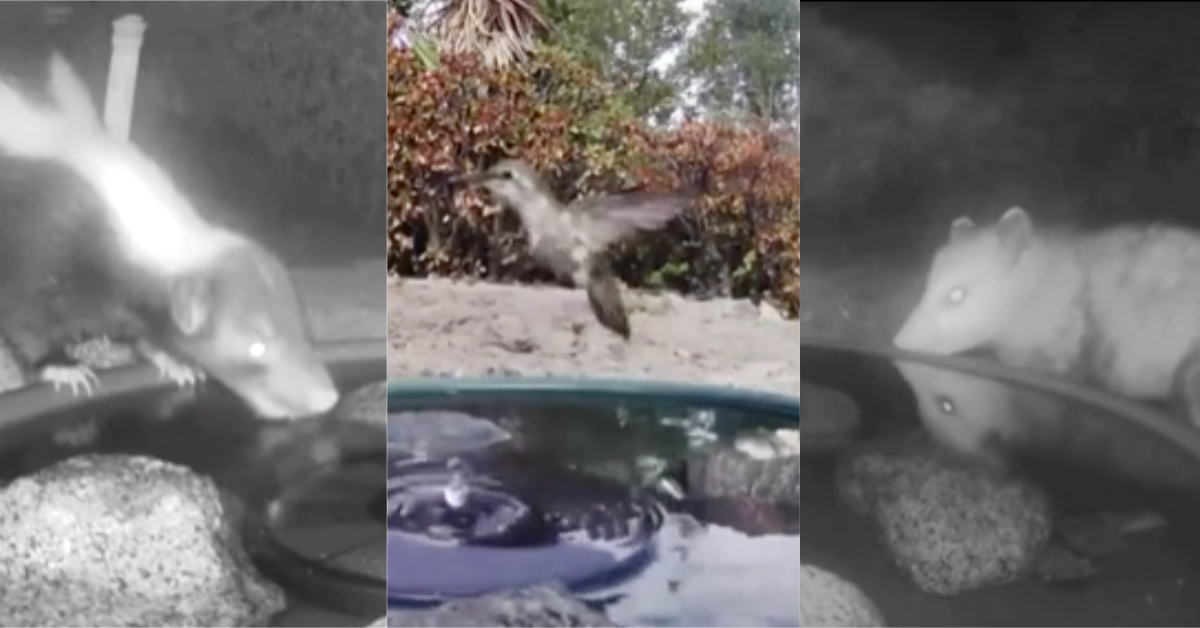 The Variety of Animals that Visit this Water Fountain is Just Amazing ...
