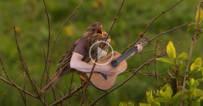 Someone Added Arms to Birds and It’s Deeply Unsettling » TwistedSifter