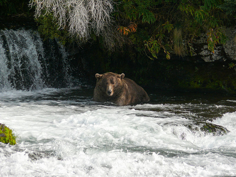 After 500,000 Votes, Bear 747 Crowned 2020 Champion of Fat Bear Week ...