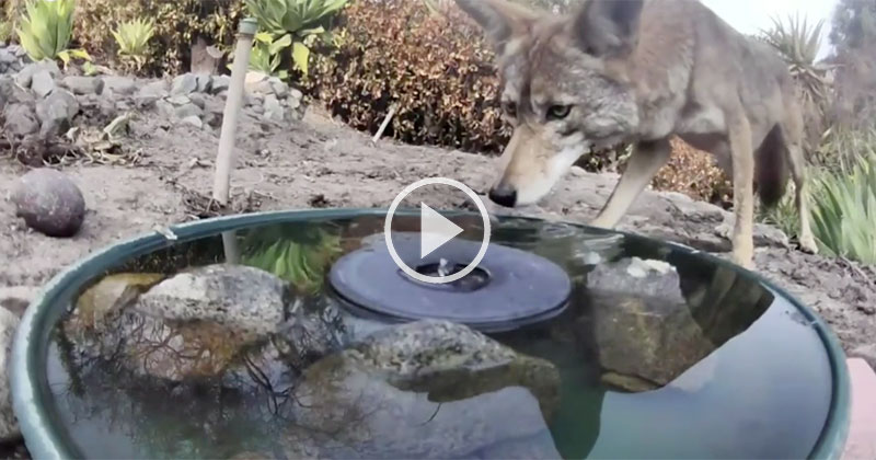 The Variety of Animals that Visit this Water Fountain is Just Amazing ...