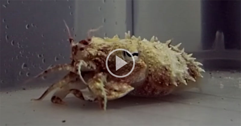 Incredible Shape-Shifting Cuttlefish Morph Into Hermit Crabs Right ...
