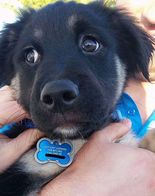 Dog Tags are Always Useful and Sometimes Hilarious (13 Pics ...