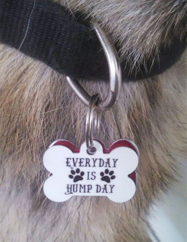 Dog Tags are Always Useful and Sometimes Hilarious (13 Pics ...