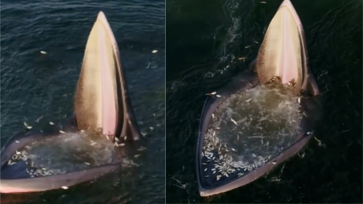 Drone Captures Eden’s Whale Trap Feeding in the Gulf of Thailand ...