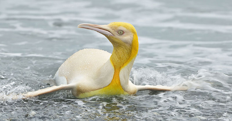 Ultra Rare, Canary Yellow Penguin Spotted on Remote Island in the ...