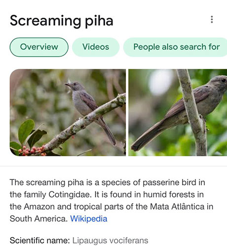 Species of Birds Named By People Who Clearly Hate Birds is a Thing and ...