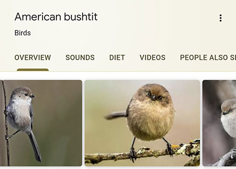 Species of Birds Named By People Who Clearly Hate Birds is a Thing and ...