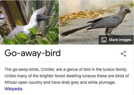 Species of Birds Named By People Who Clearly Hate Birds is a Thing and ...