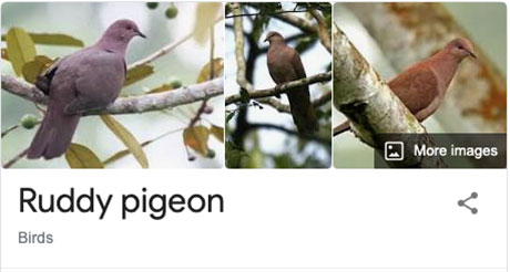 Species of Birds Named By People Who Clearly Hate Birds is a Thing and ...