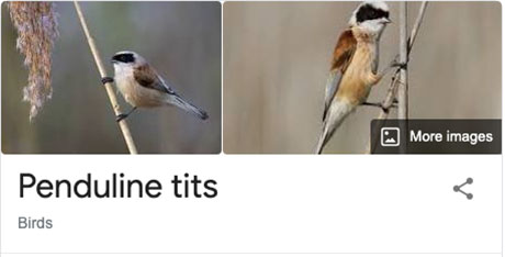 Species of Birds Named By People Who Clearly Hate Birds is a Thing and ...
