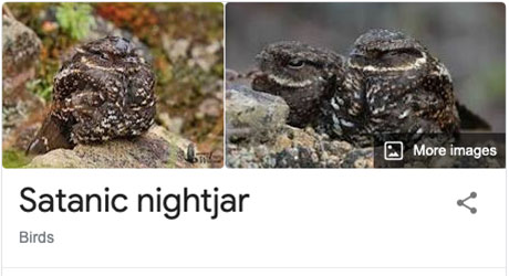 Species of Birds Named By People Who Clearly Hate Birds is a Thing and ...