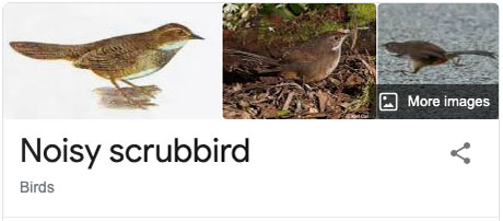 Species of Birds Named By People Who Clearly Hate Birds is a Thing and ...