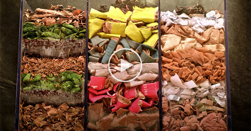 Worms Composting Leaves, Cardboard, and Paper in Fascinating 100 Day ...