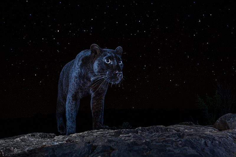 Photographer Waits 6 Months to Capture This Rare Black Leopard at Night ...