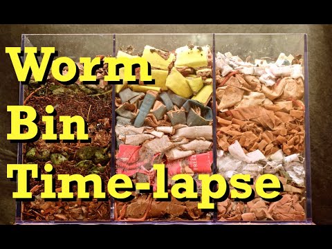 Worms Composting Leaves, Cardboard, and Paper in Fascinating 100 Day ...