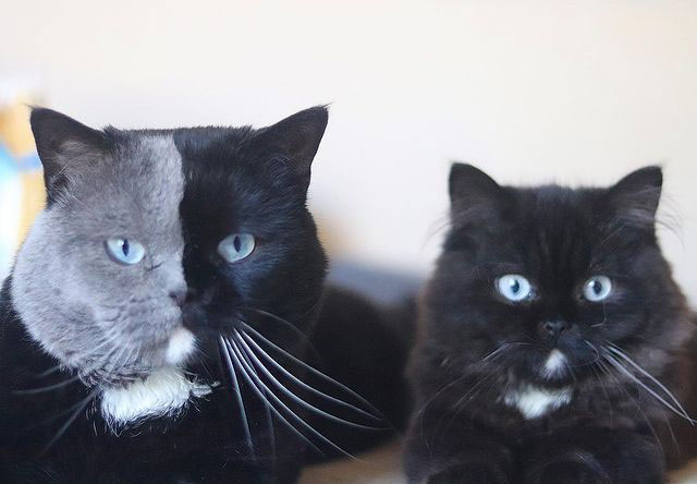 Cat with Bicolor Face Fathers Kittens of Each Color » TwistedSifter