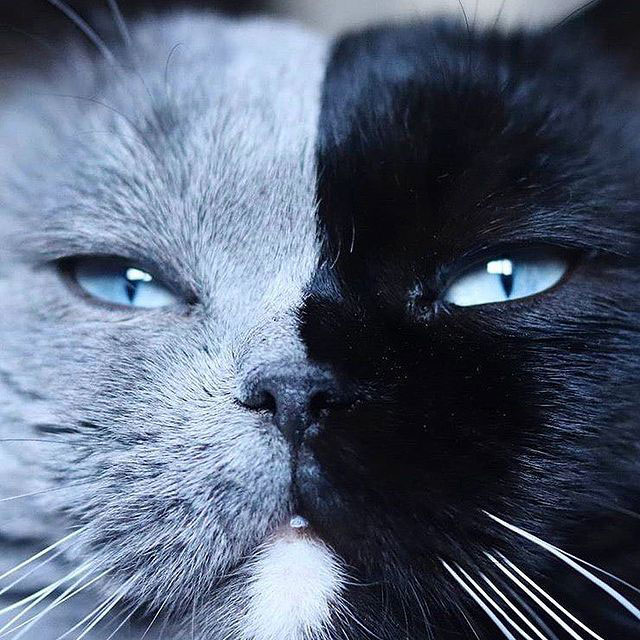 Cat with Bicolor Face Fathers Kittens of Each Color » TwistedSifter