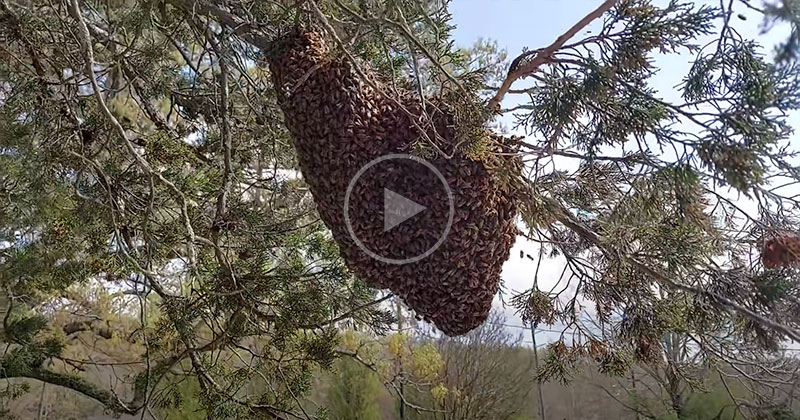 Professional Bee Remover Casually Shakes Giant Swarm of Bees Off Branch ...