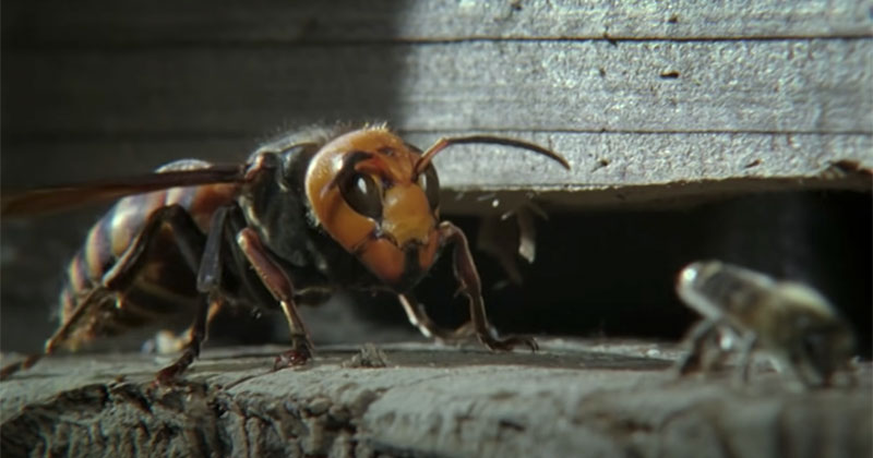 Japanese Honey Bees Kill Giant Hornet Scout with Heat » TwistedSifter