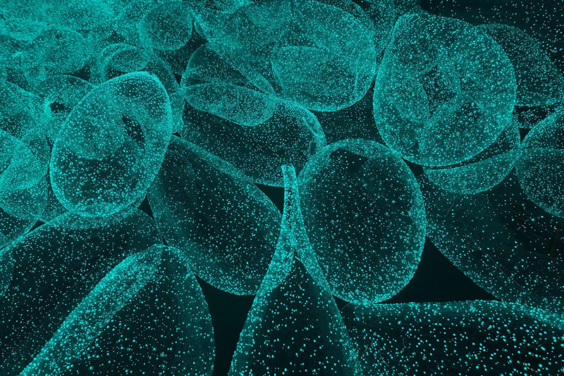 Phosphorescent Glass Sculptures Illuminate in Presence of People ...