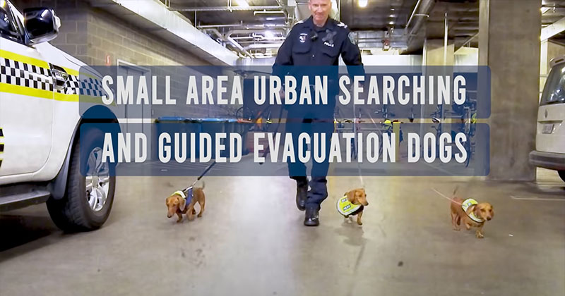 Aussie PD Scraps SWAT Team for S.A.U.S.A.G.E Team in April Fools Video ...