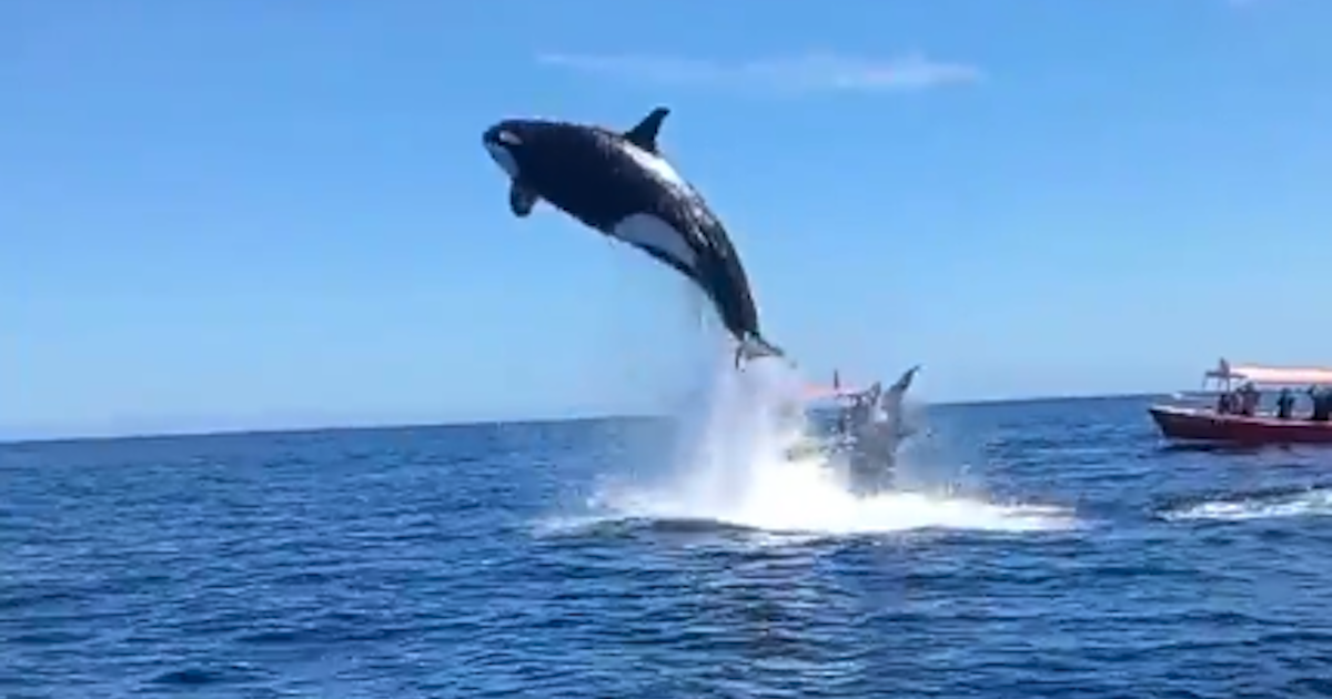 Orca Strikes Dolphin Mid-Air While Soaring 15 ft Above Water ...